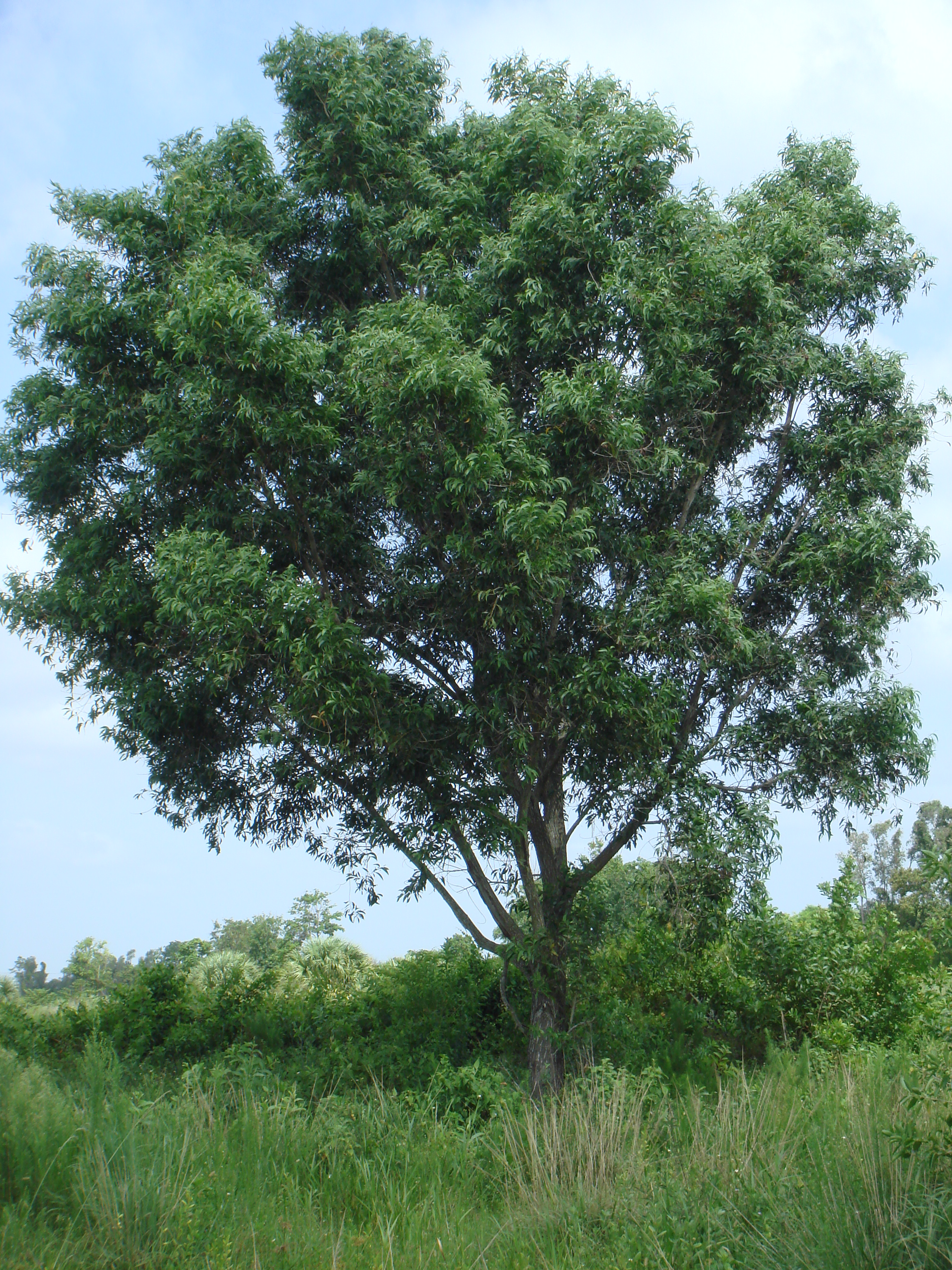 Acacia auriculiformis - Florida Natural Areas Inventory