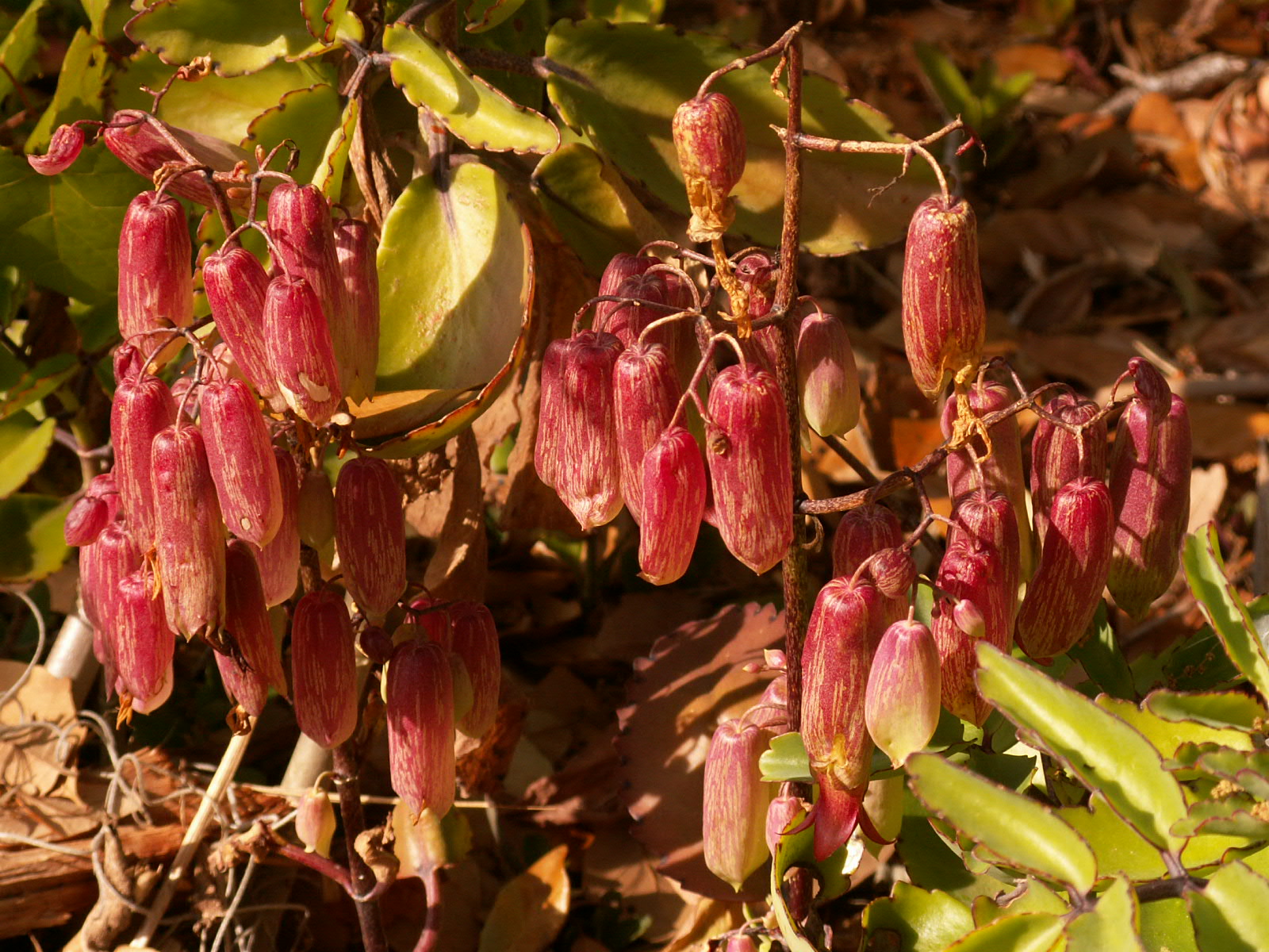 Bryophyllum pinnatum - Florida Natural Areas Inventory