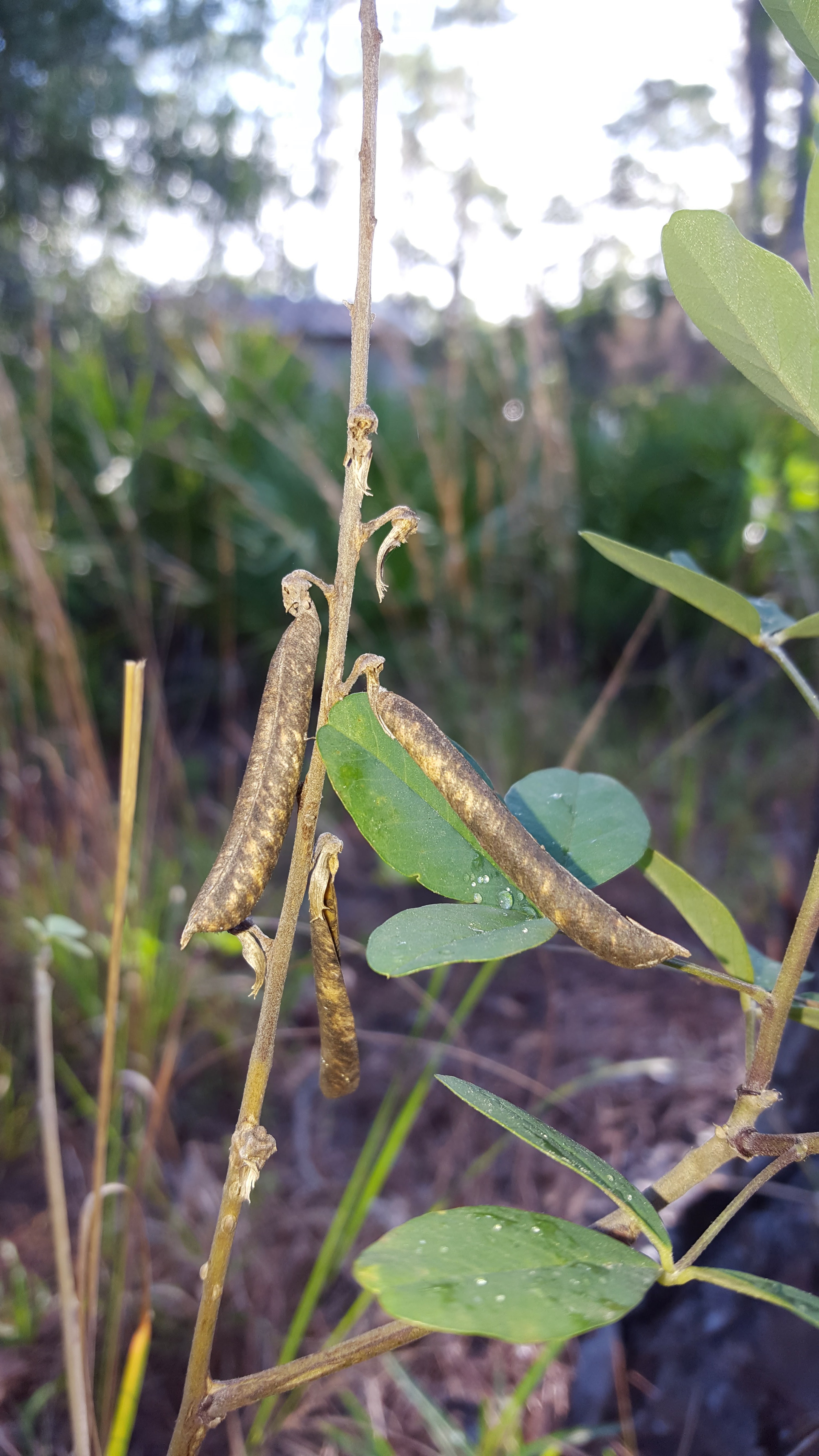 Crotalaria pallida var. obovata - Florida Natural Areas Inventory