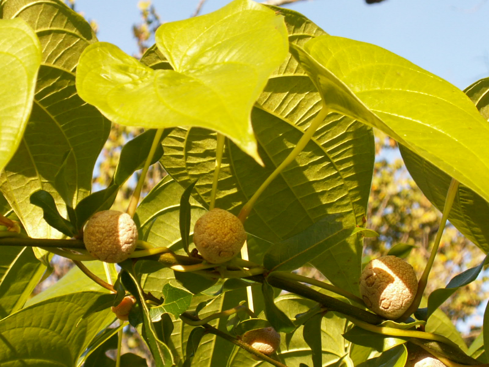 Dioscorea bulbifera - Florida Natural Areas Inventory