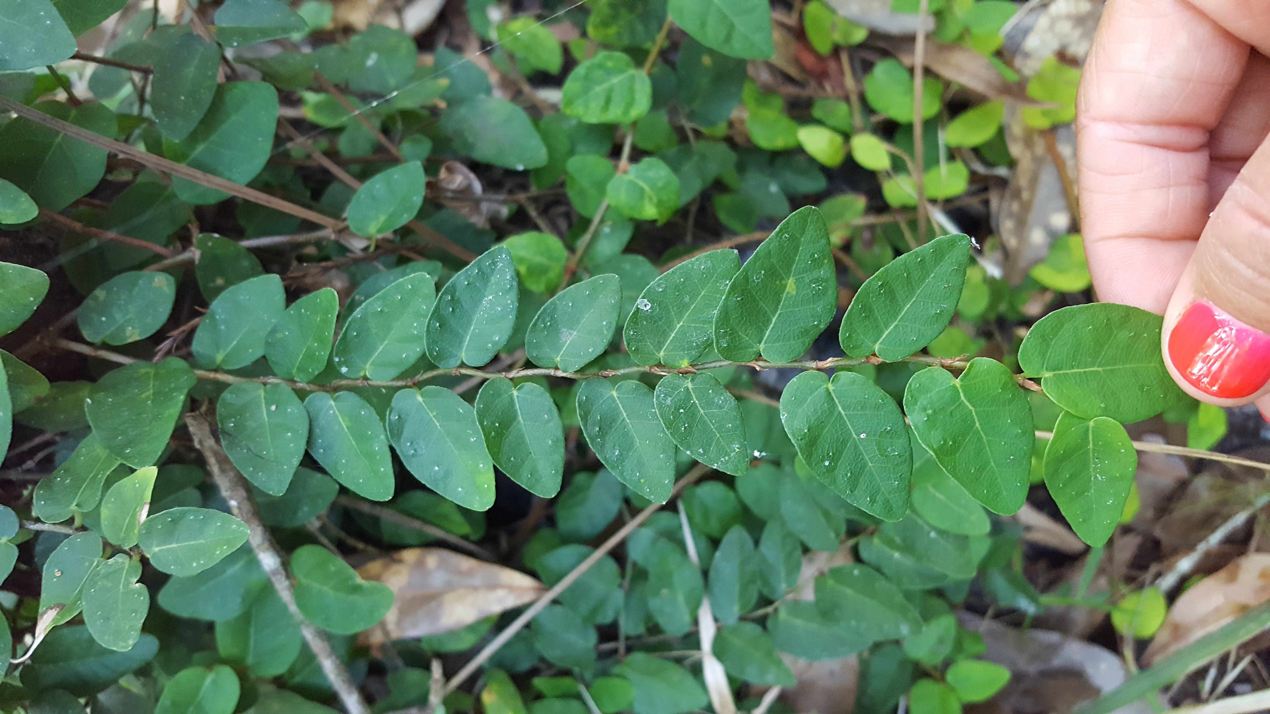Ficus pumila - Florida Natural Areas Inventory