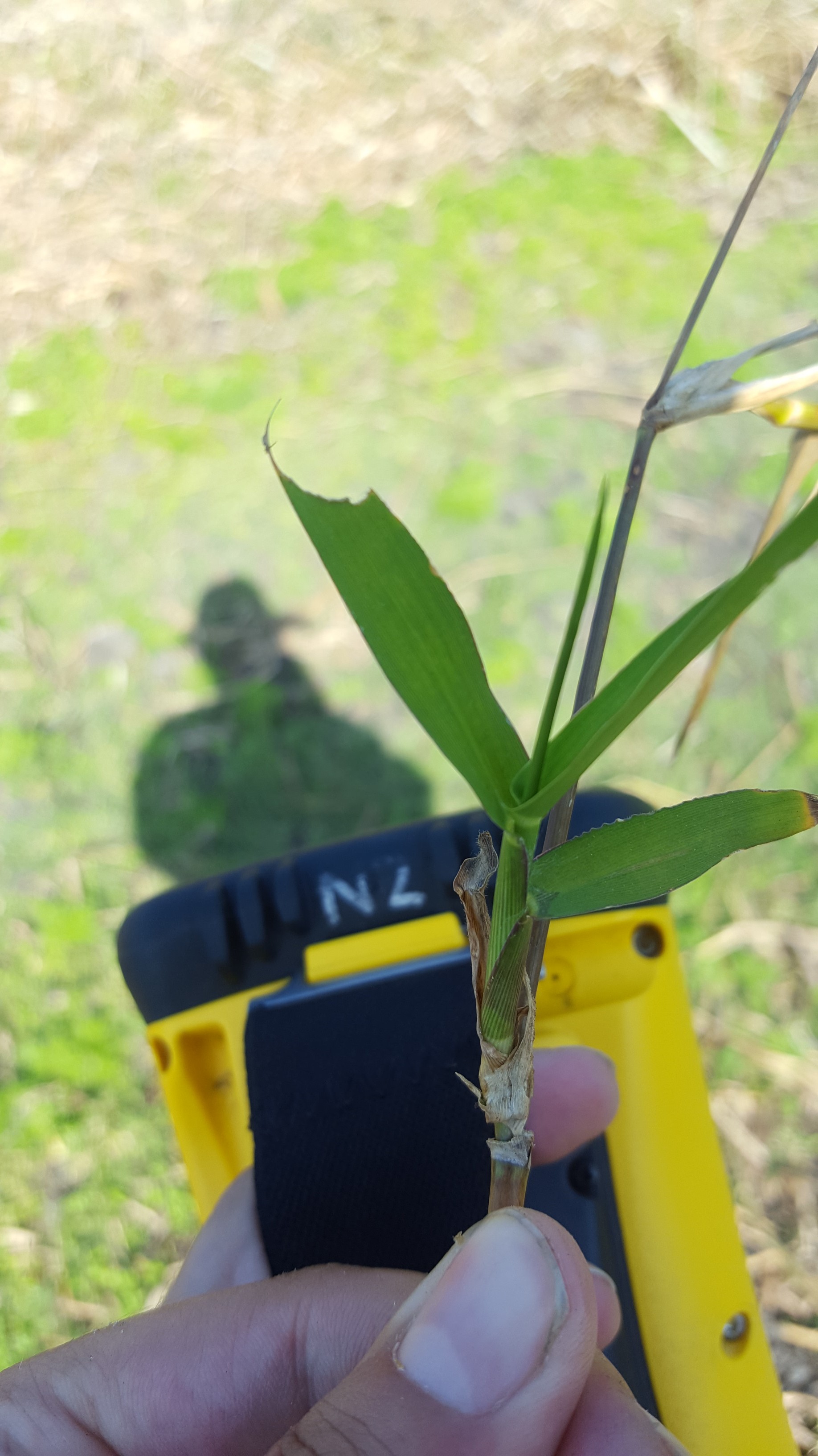 Hymenachne amplexicaulis - Florida Natural Areas Inventory