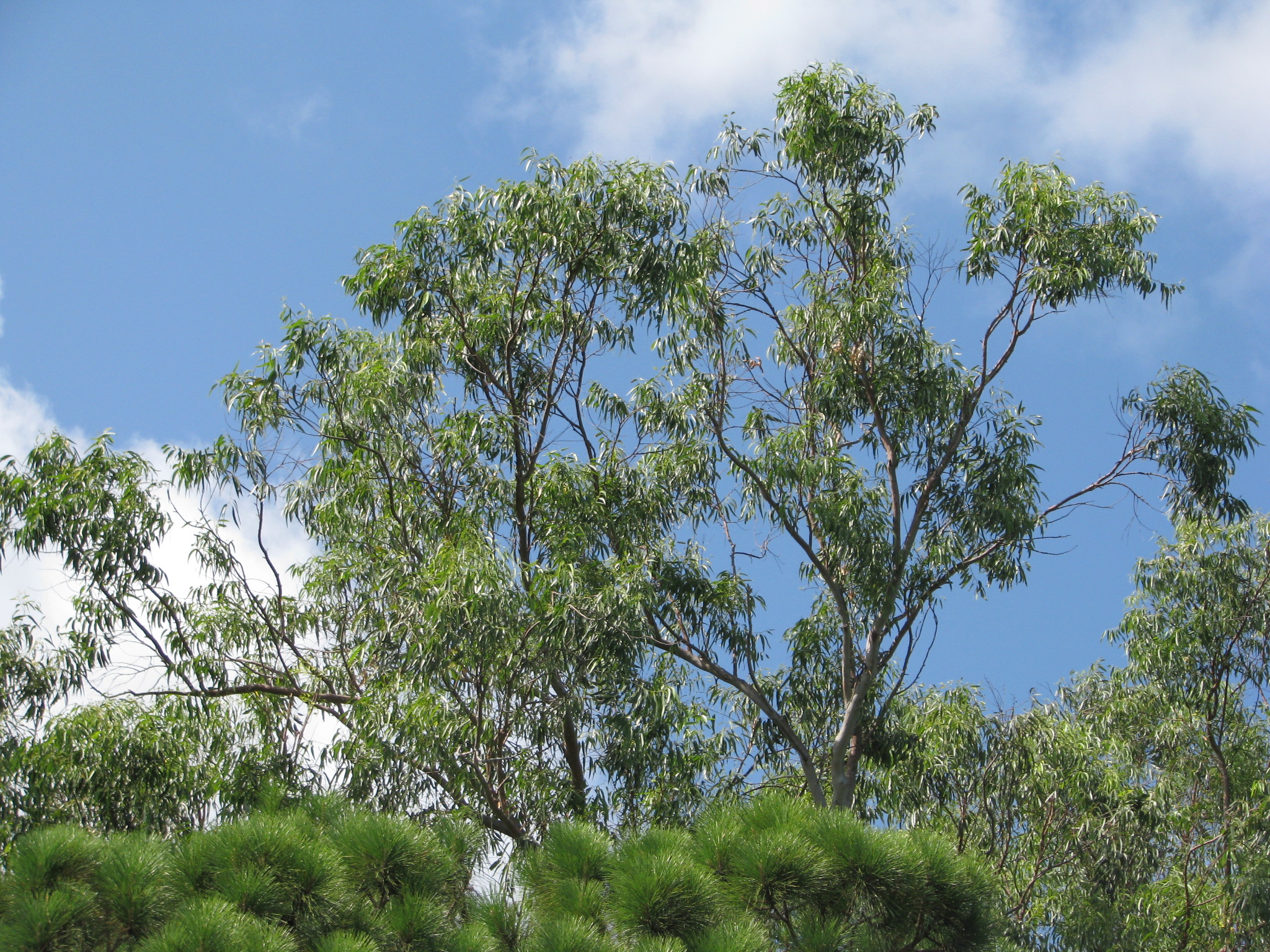 Eucalyptus grandis - Florida Natural Areas Inventory