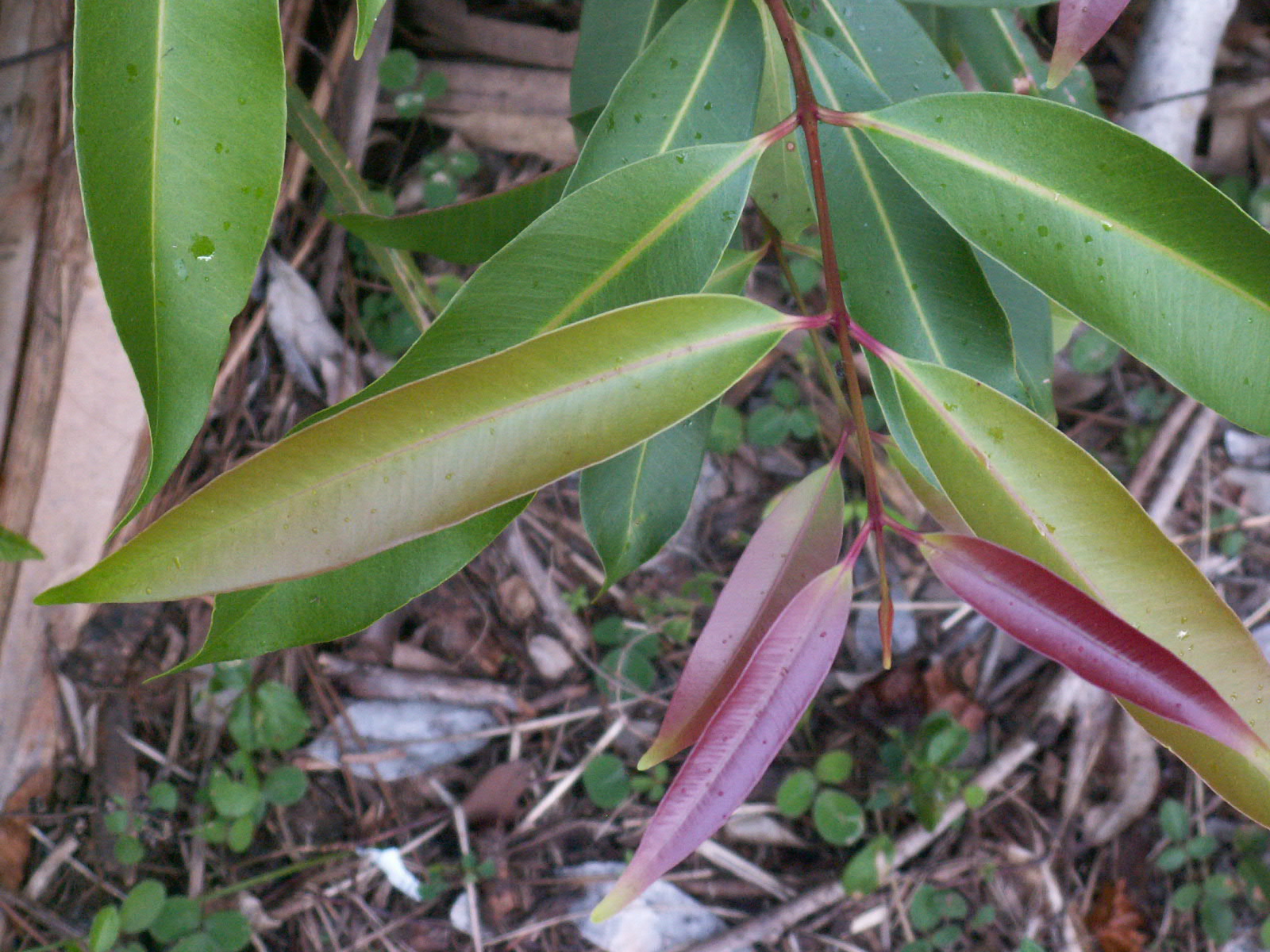Syzygium cumini - Florida Natural Areas Inventory
