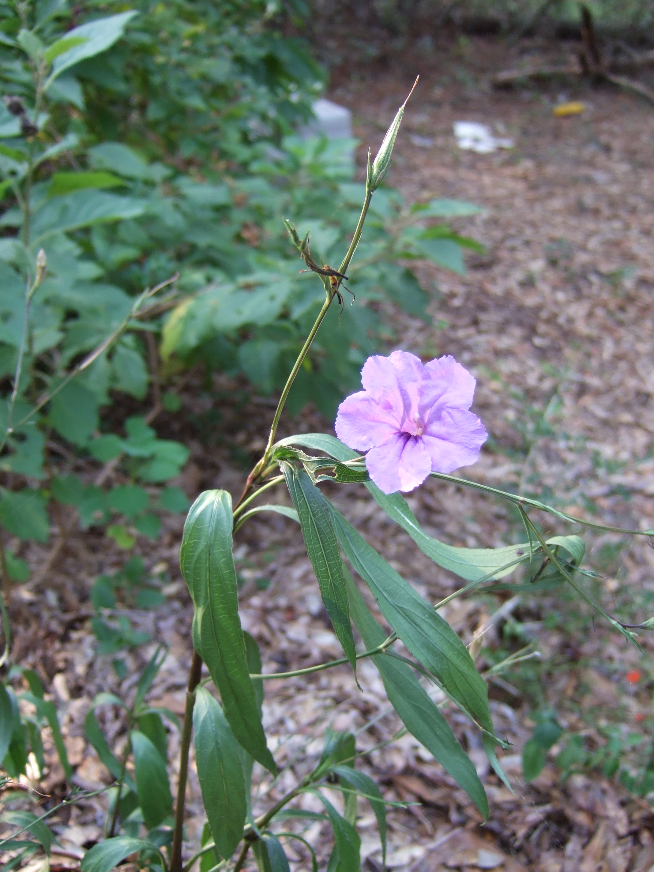 Ruellia simplex - Florida Natural Areas Inventory