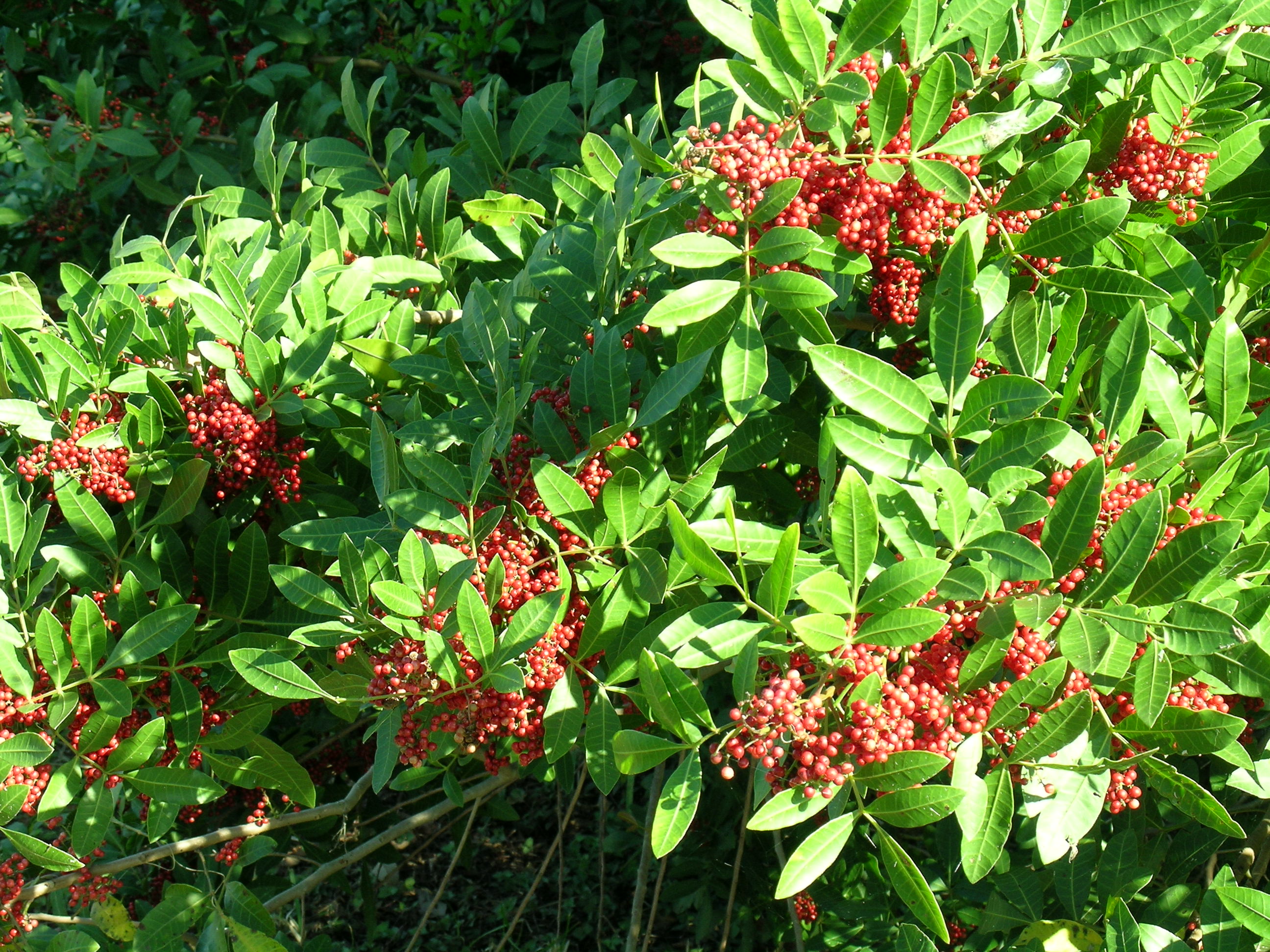 Schinus terebinthifolia - Florida Natural Areas Inventory