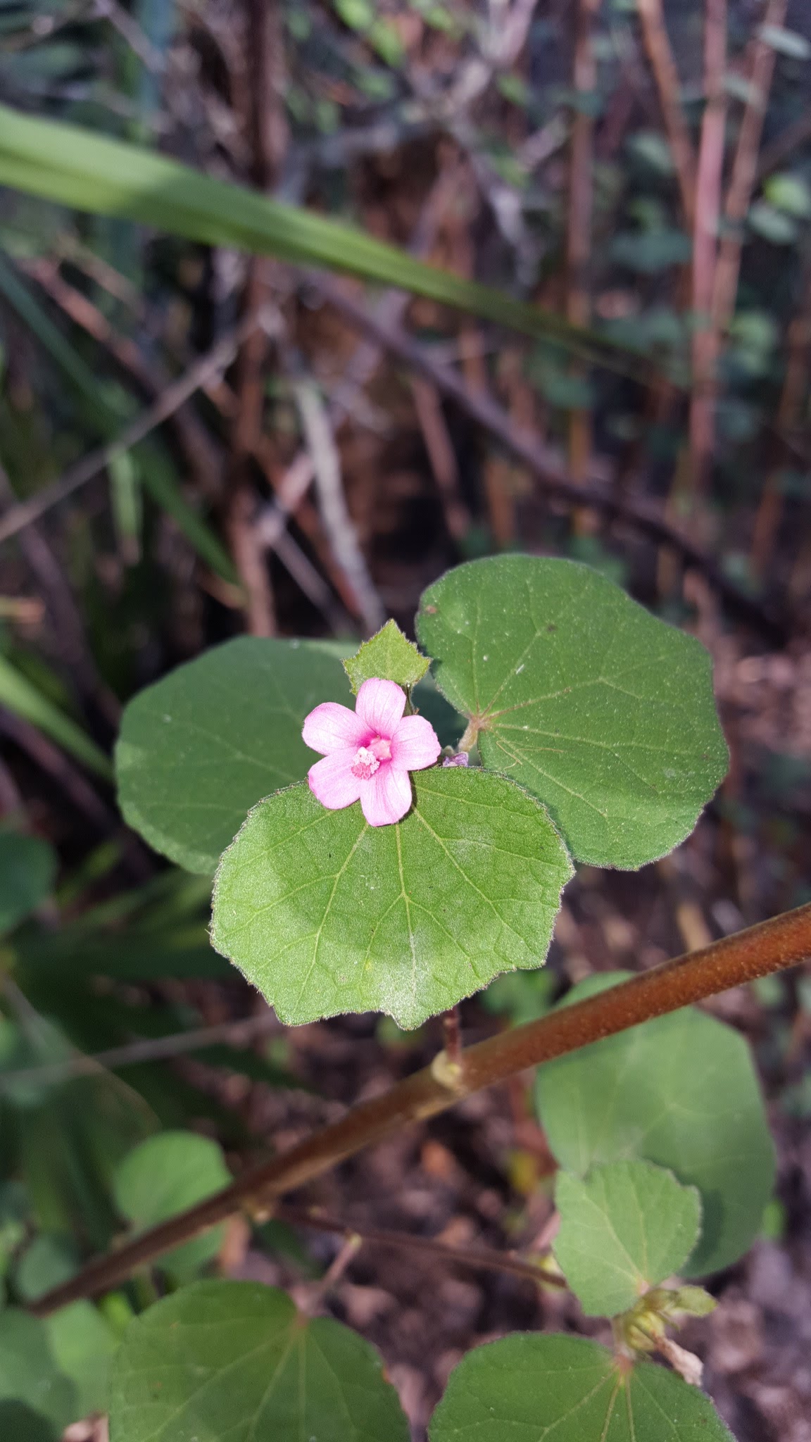 Urena lobata - Florida Natural Areas Inventory
