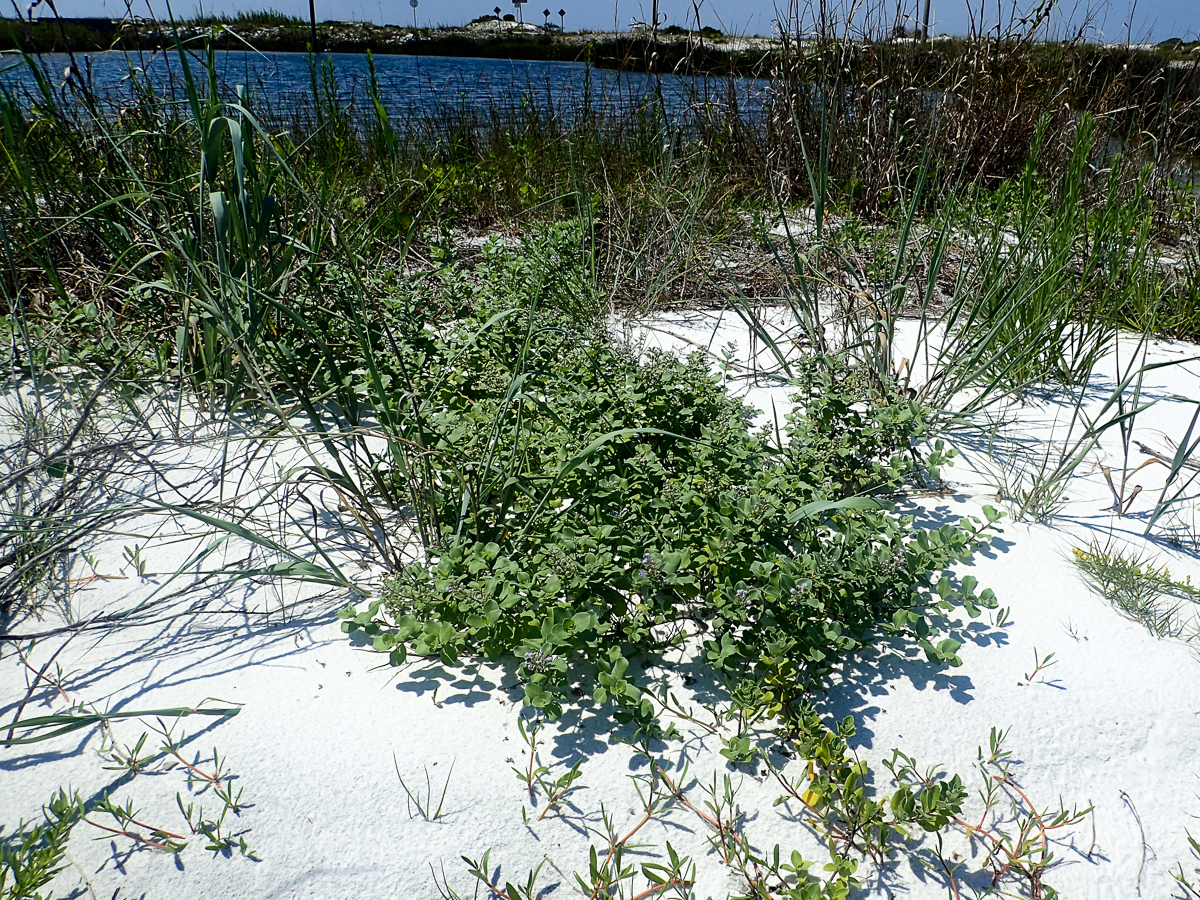 Vitex rotundifolia - Florida Natural Areas Inventory